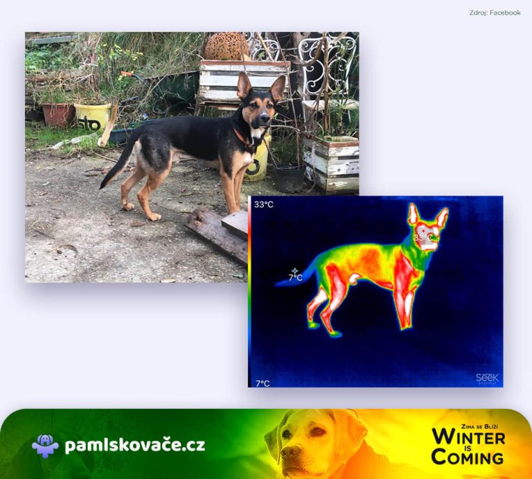 Termokamera nám ukázala, jak srst psa izoluje teplo v zimním období. Má ...