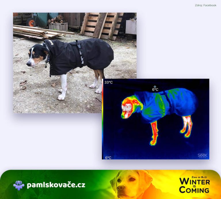 Termokamera nám ukázala, jak srst psa izoluje teplo v zimním období. Má ...